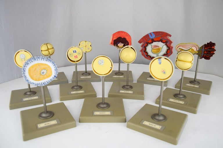 Handmade Mid-Century Modern Anatomical Cell Division Models For Sale at ...