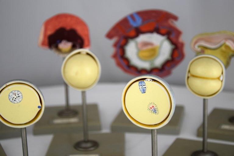 Handmade Mid-Century Modern Anatomical Cell Division Models For Sale at ...