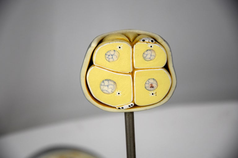 Handmade Mid-Century Modern Anatomical Cell Division Models For Sale at ...