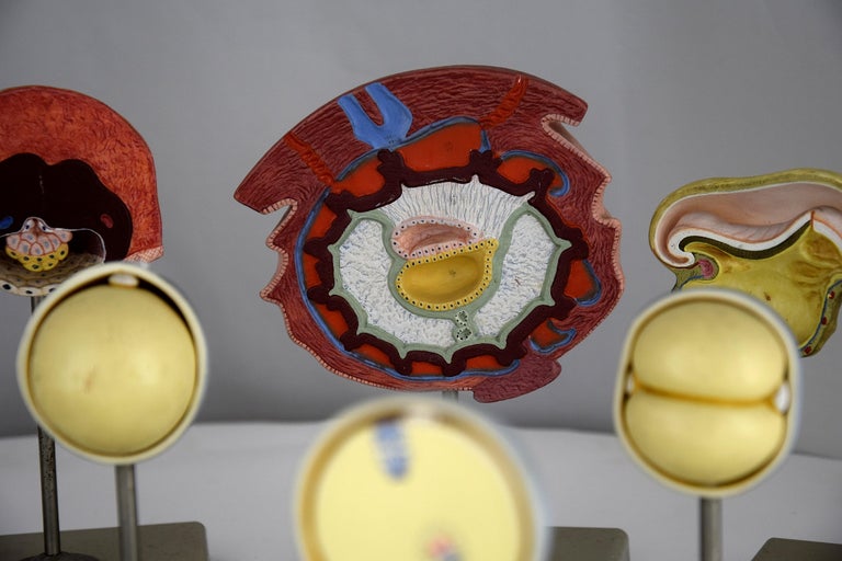 Handmade Mid-Century Modern Anatomical Cell Division Models For Sale at ...