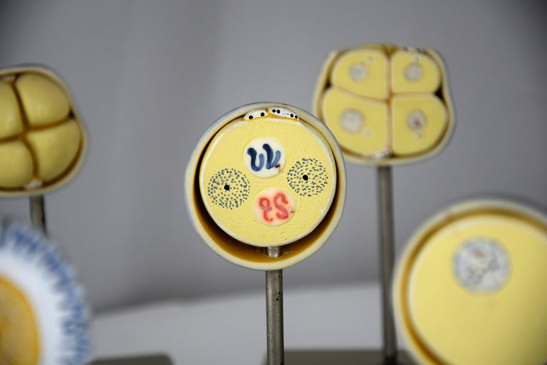 Handmade Mid-Century Modern Anatomical Cell Division Models For Sale at ...