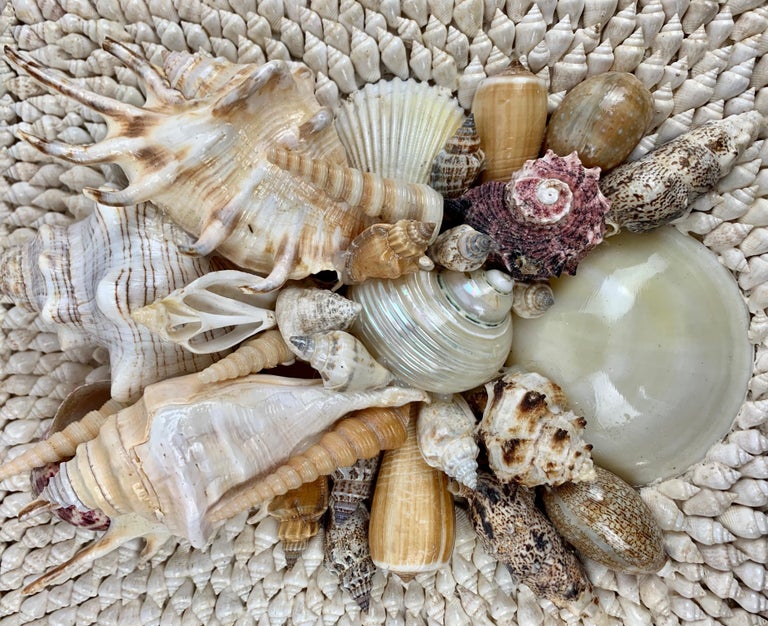 Natural White Sea Shell Hand Decorated Square Box with Removable Lid ...