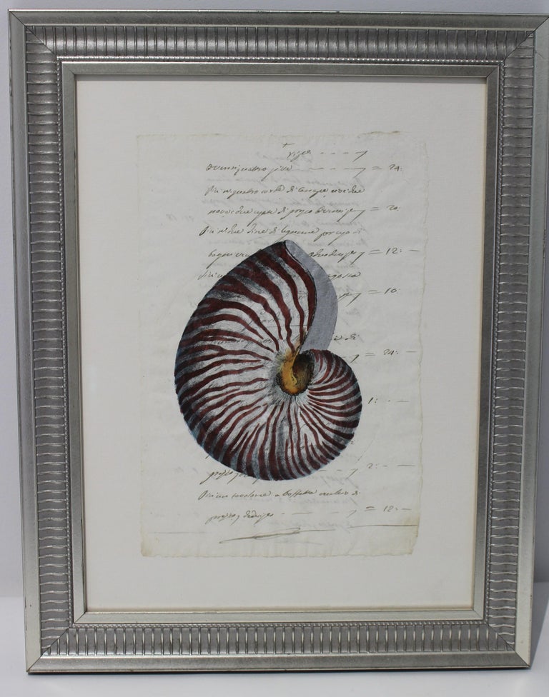 Hand Painted Nautilus Shell on Parchment For Sale at 1stDibs