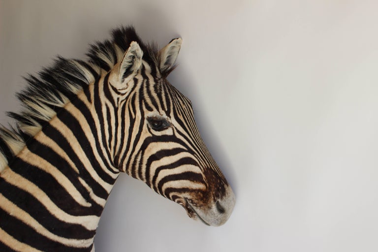 Handsome Taxidermy Zebra Mount at 1stDibs
