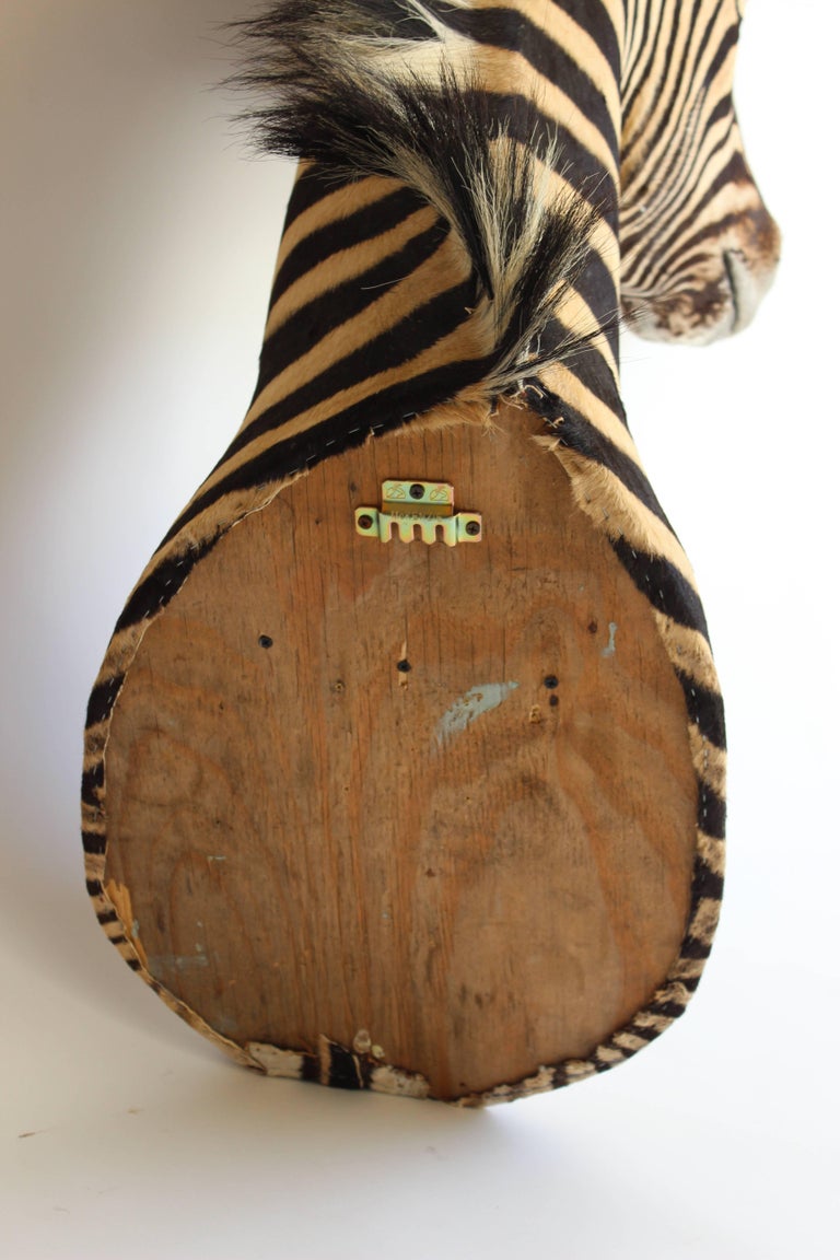 Handsome Taxidermy Zebra Mount at 1stDibs | zebra taxidermy, zebra ...