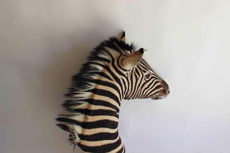 Handsome Taxidermy Zebra Mount at 1stDibs | zebra taxidermy, zebra ...