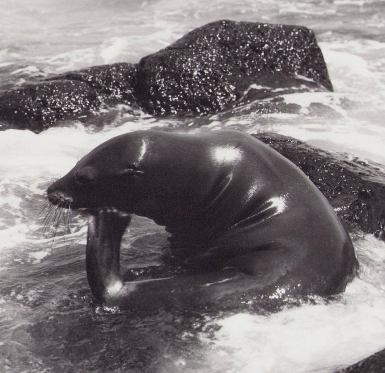 Hanna Seidel – Galápagos, Robbe, Schwarz-Weiß-Fotografie, 1960er Jahre ...