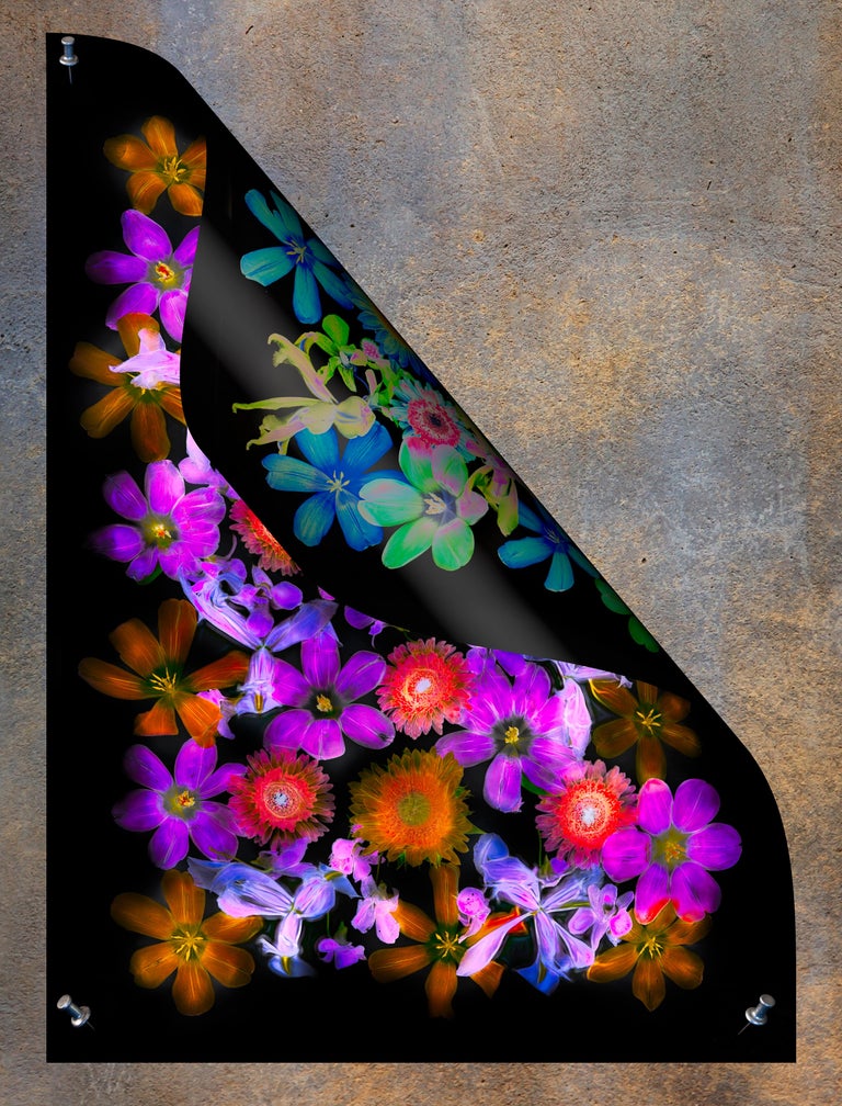 Harold Davis - Curled Epiphany For Sale at 1stDibs