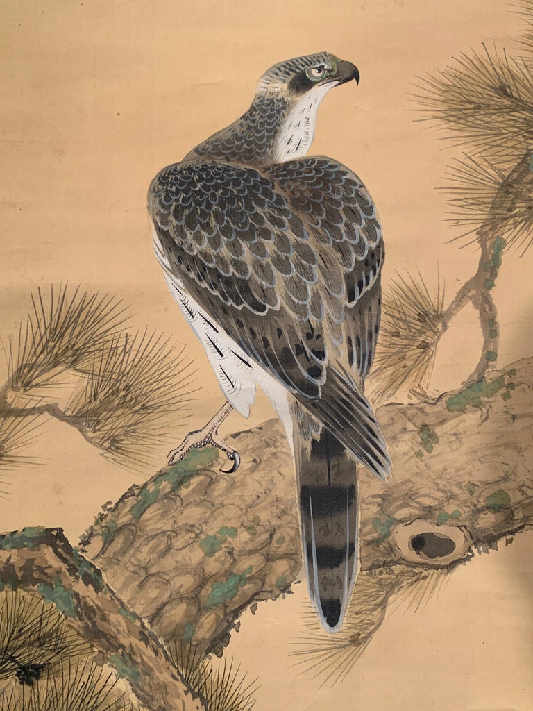 Hawk on Pine, Japanese Hanging Scroll Painting by Shunsen, Meiji Period ...