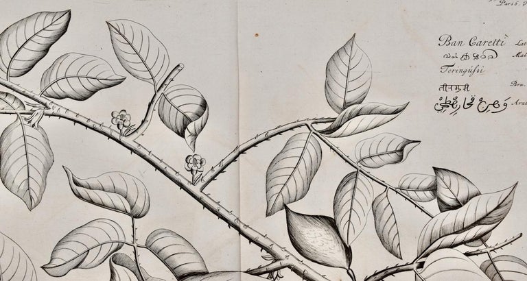 Hendrik Adriaan van Rheede tot Drakenstein - Fever Nut Plant "Ban ...