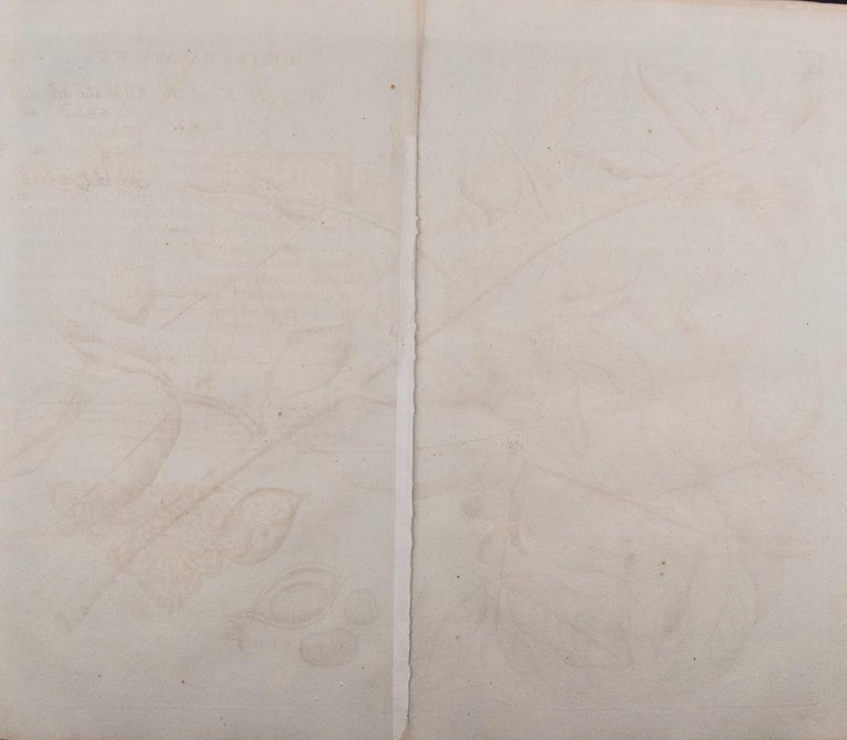 Hendrik Adriaan van Rheede tot Drakenstein - Fever Nut Plant "Ban ...