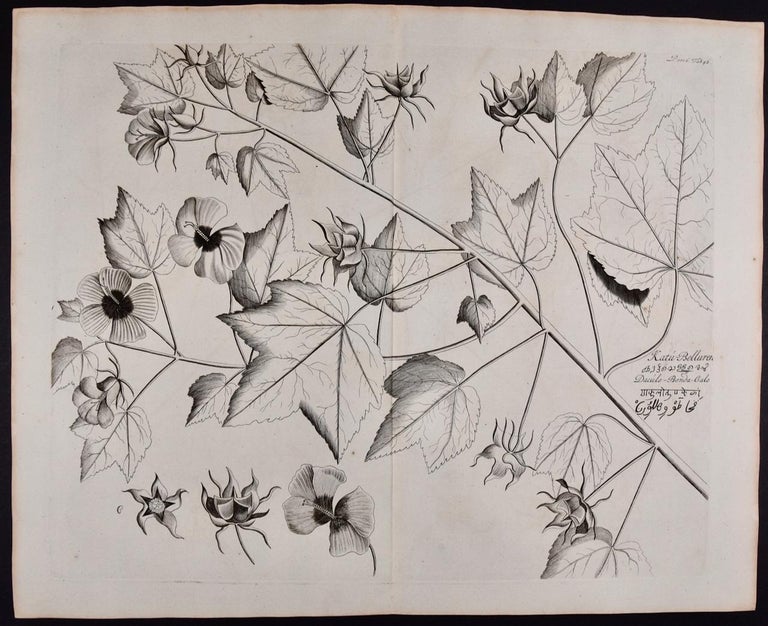 Hendrik Adriaan van Rheede tot Drakenstein - "Katu-Belluren": A 17th ...