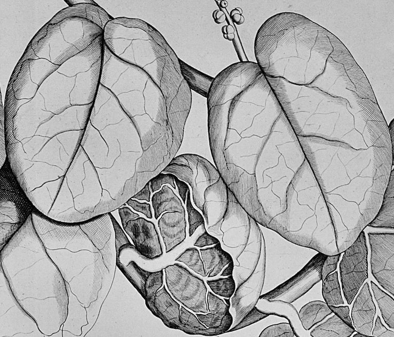 Hendrik Adriaan van Rheede tot Drakenstein - Vine Spinach "Basella": A ...