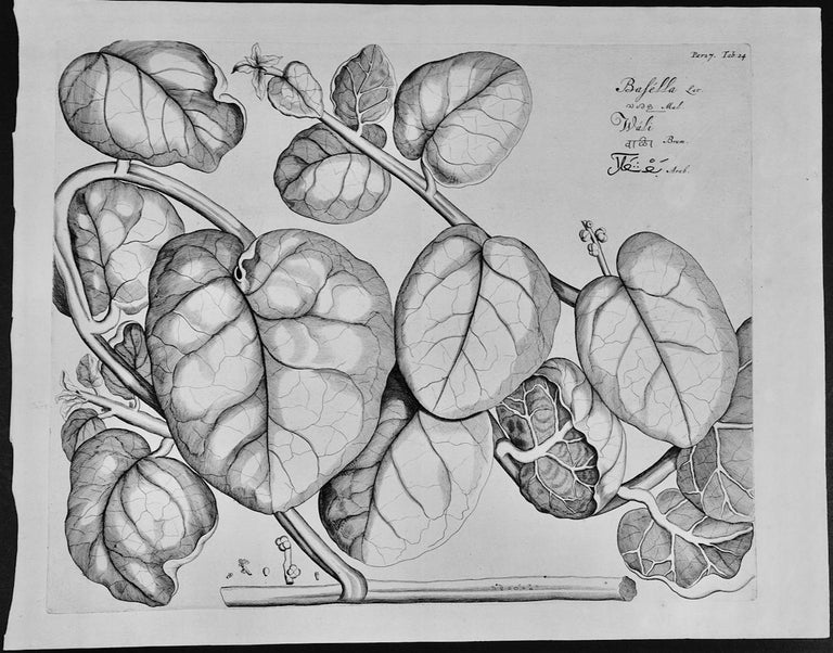 Hendrik Adriaan van Rheede tot Drakenstein - Vine Spinach "Basella": A ...