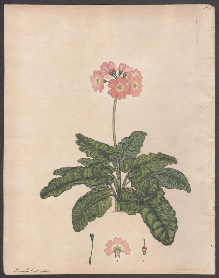 Henry C Andrews - Primula Cortusoides - Siberian Primrose. Henry ...