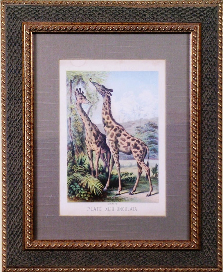Henry J. Johnson - Plate XLIII Ungulata (Giraffes) For Sale at 1stDibs
