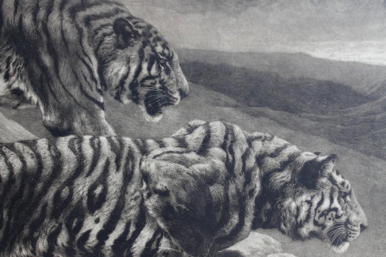 Herbert Dicksee - Black and White Etching with Tigers, the Destroyers ...