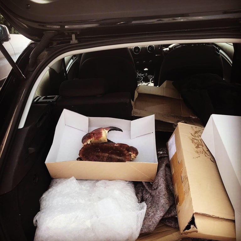 Hercules the Crab 'a Life-Sized Crab, Drawn and Released by Tom Rooth ...