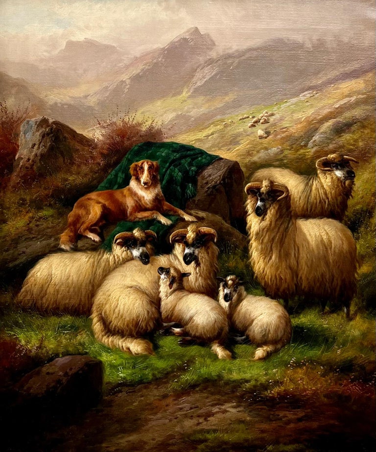 "Highland Sheep, Scotland" by John Barker For Sale at 1stDibs