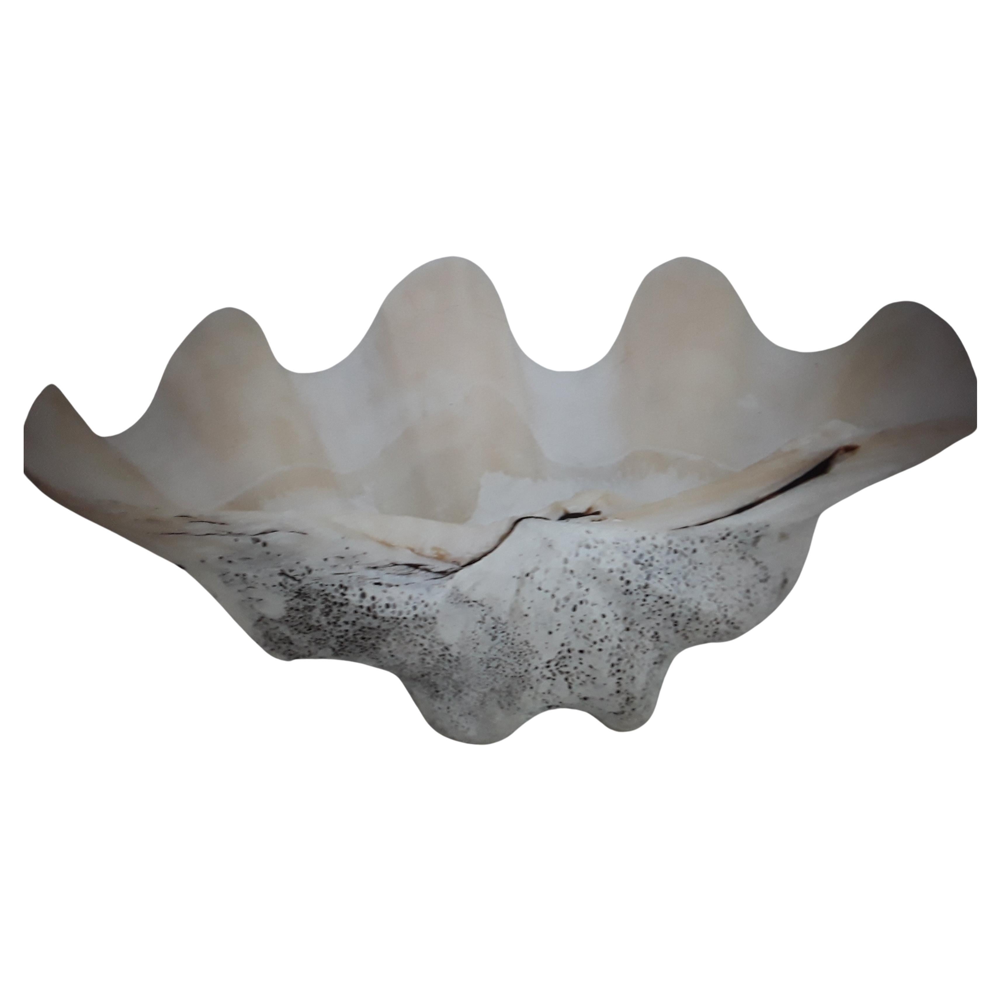 White Natural Sea Shell at 1stDibs | large white shell, white conch ...