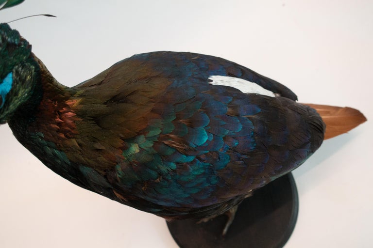 Himalayan Impeyan Pheasant Mounted Taxidermy Specimen at 1stDibs ...