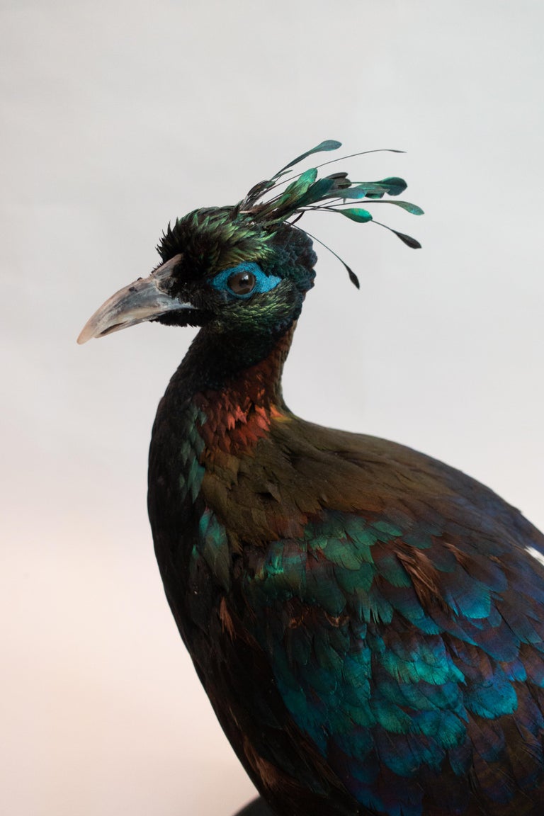 Himalayan Impeyan Pheasant Mounted Taxidermy Specimen at 1stDibs ...