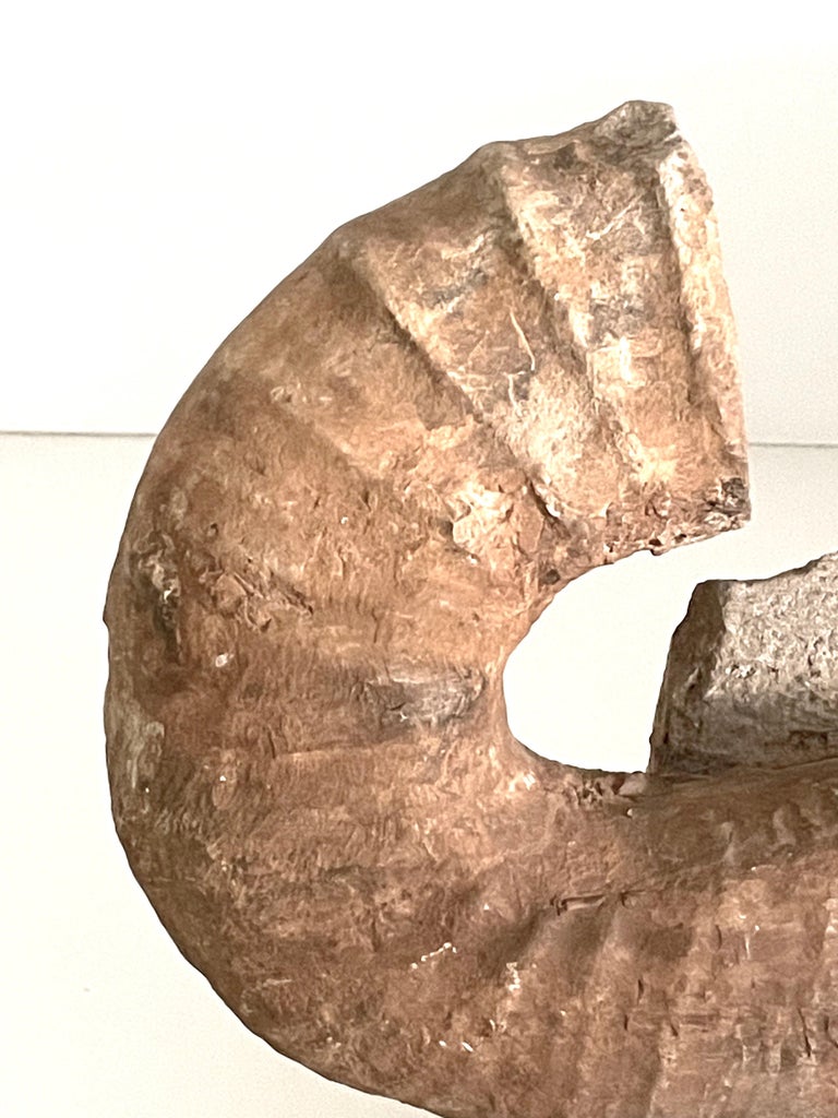 Horn Shaped Ammonite Fossil Sculpture on Stone Stand, Madagascar ...