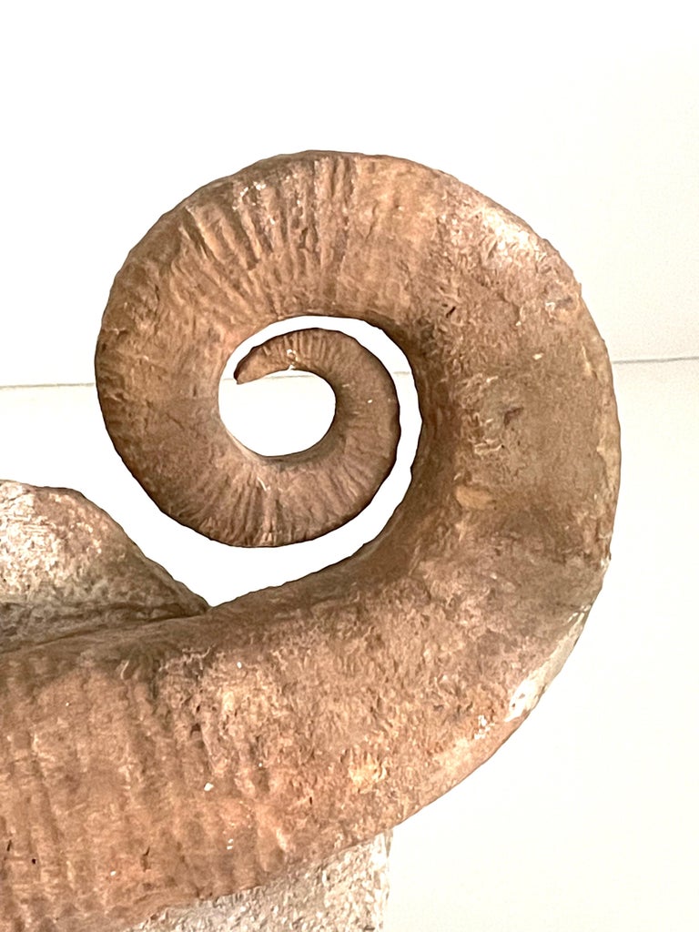 Horn Shaped Ammonite Fossil Sculpture on Stone Stand, Madagascar ...