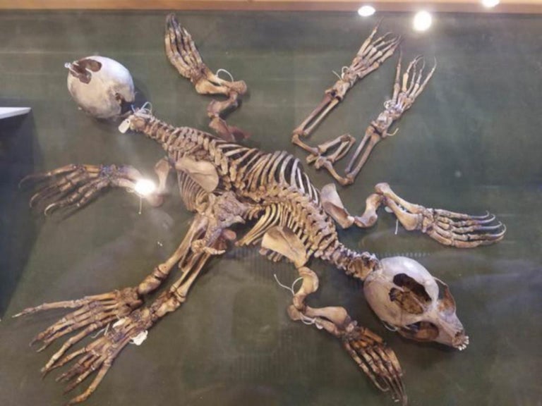 Horst P. Horst - Billy Ivory Star 20220610T18:28:14 For Sale at 1stDibs