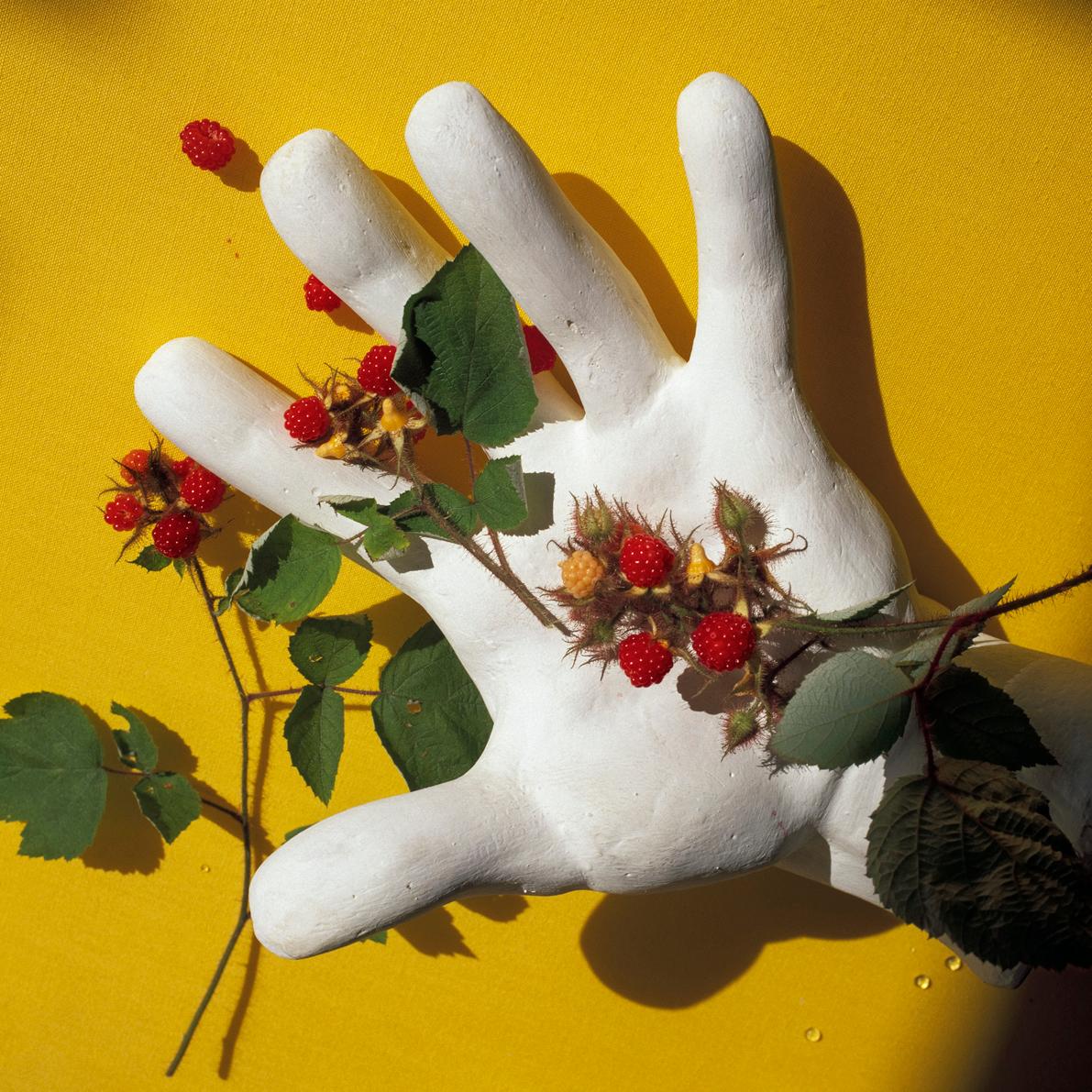 Horst P. Horst - Garden Peony against Black For Sale at 1stDibs