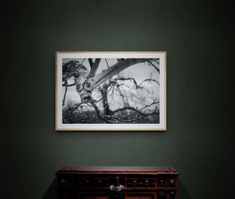 Howard Lewis - Limited Edition Black and White Photograph - " Dragon ...