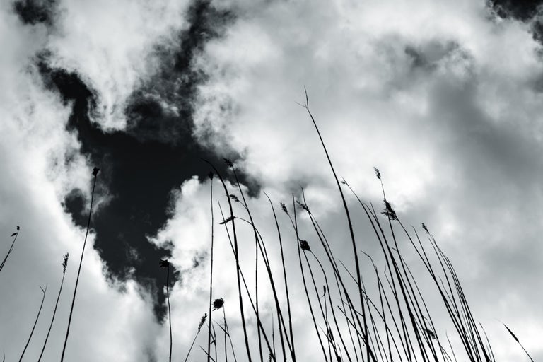 Howard Lewis - Limited Edition Black and White Photograph - " Looking ...