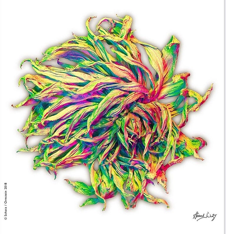 Howard Schatz - Dahlia Study 1011, from the Botanica Series For Sale at ...