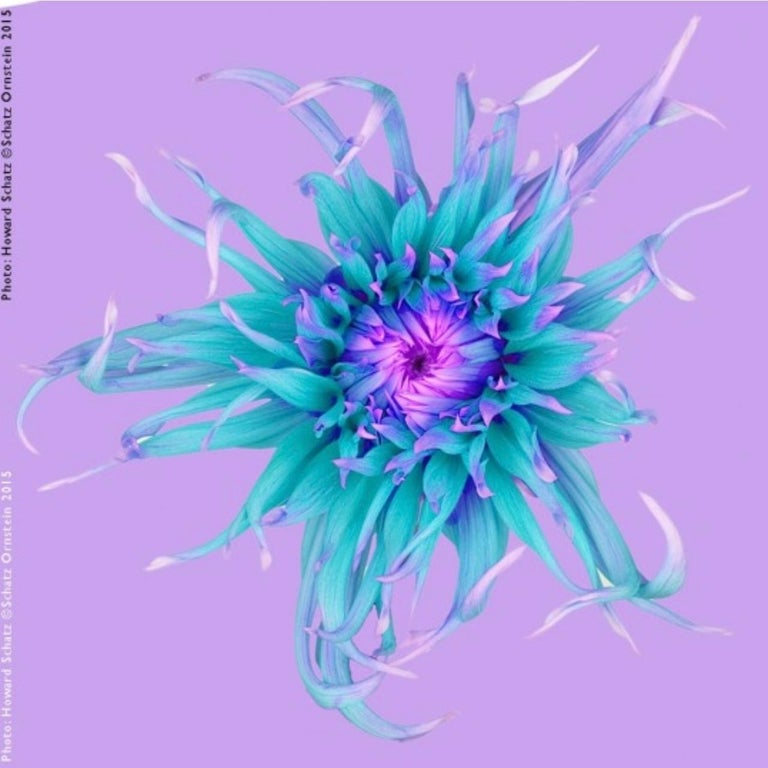 Howard Schatz - Dahlia Study 19A For Sale at 1stDibs