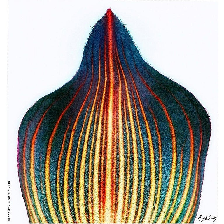 Howard Schatz - Slipper Orchid 2, from the Botanica Series For Sale at ...