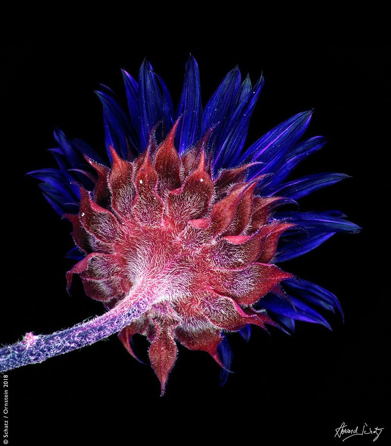 Howard Schatz - Sunflower 3 For Sale at 1stDibs