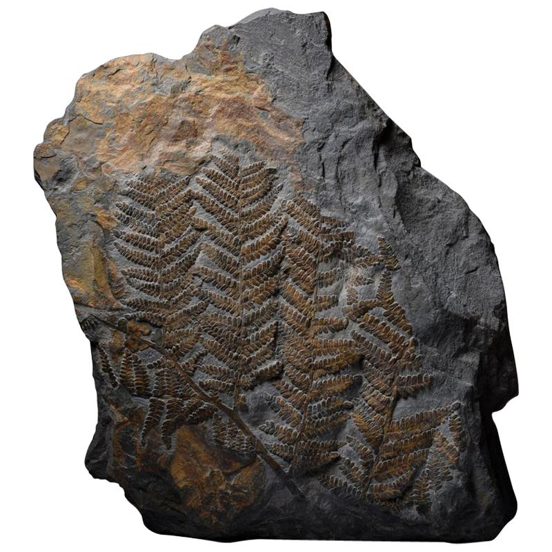 Huge Fossilised Fern Plant, 300 Million Years Old at 1stDibs