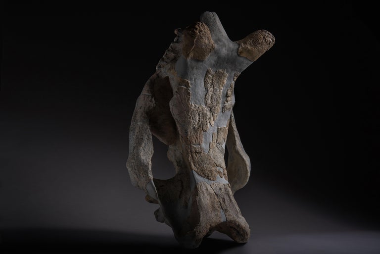 Large Megacerops Fossil Skull at 1stDibs