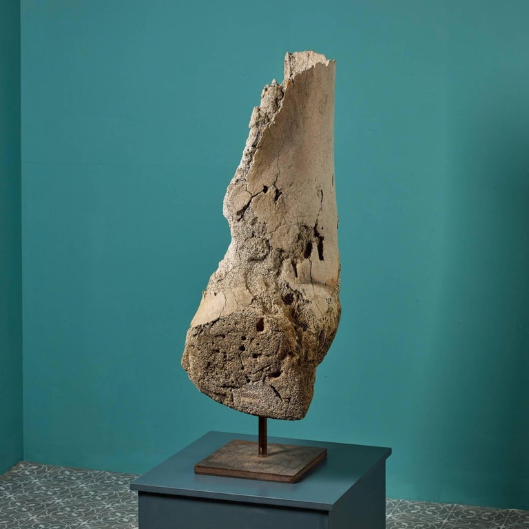 Huge Prehistoric Fossilised Whale Bone For Sale at 1stDibs