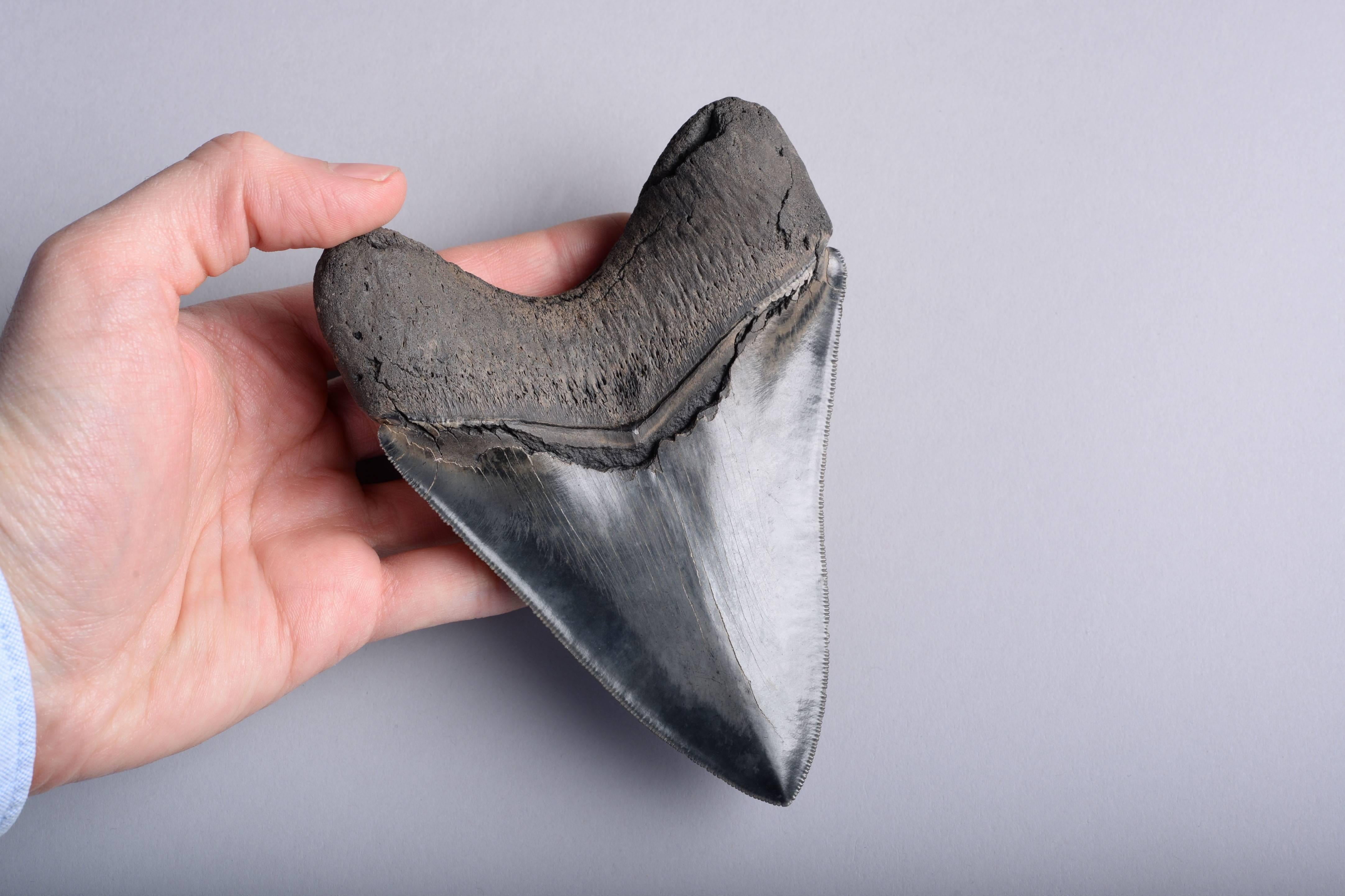 Huge Pristine Megalodon Shark Tooth Fossil at 1stDibs