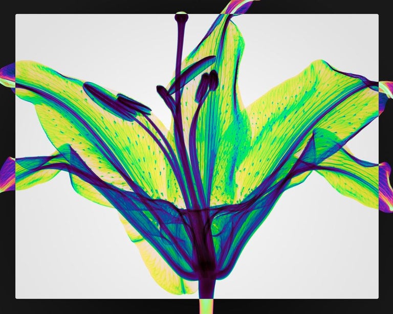 Hugh Turvey - Stargazer - contemporary inkjet xogram x-ray photo ...