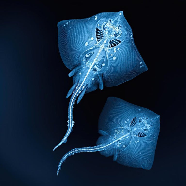 Hugh Turvey - Thornback Rays - contemporary male and female stingrays ...