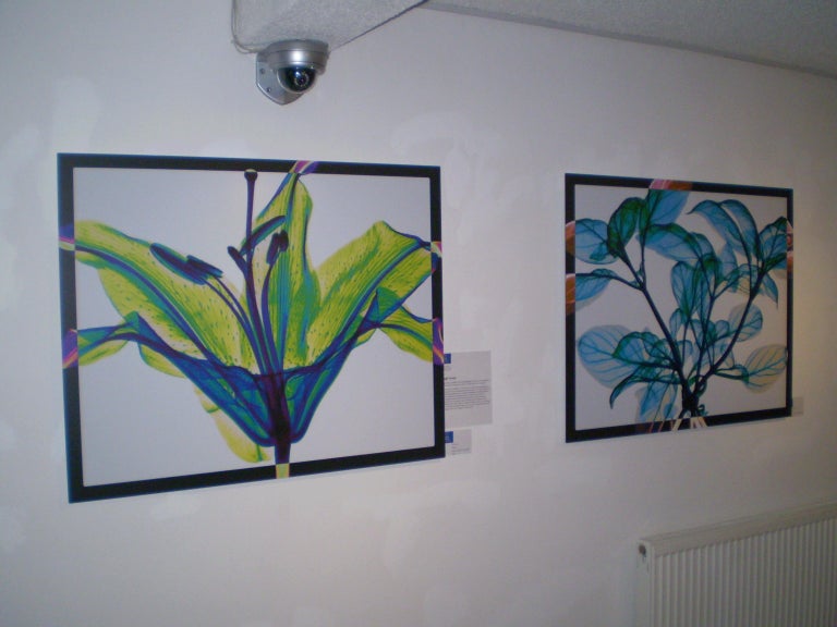 Hugh Turvey - Tied Basil - contemporary blue leaves inkjet xogram x-ray ...