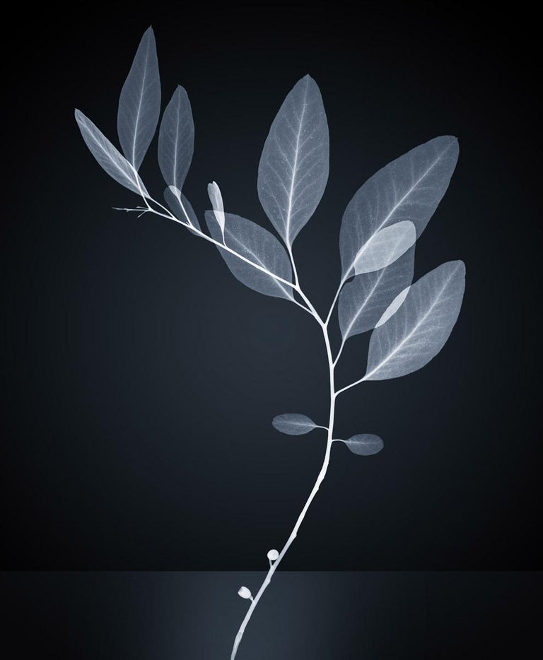Hugh Turvey - Healer - X-Ray of a Eucalyptus Plant: Chromaluxe on ...