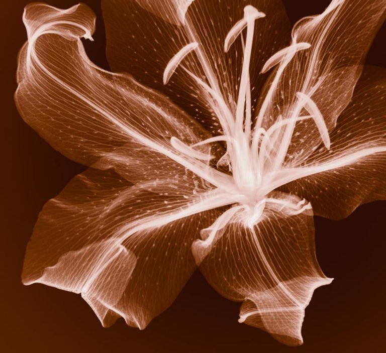 Hugh Turvey - Laynes Lily - Classic Lily Flower X-Ray Print: Inkjet ...