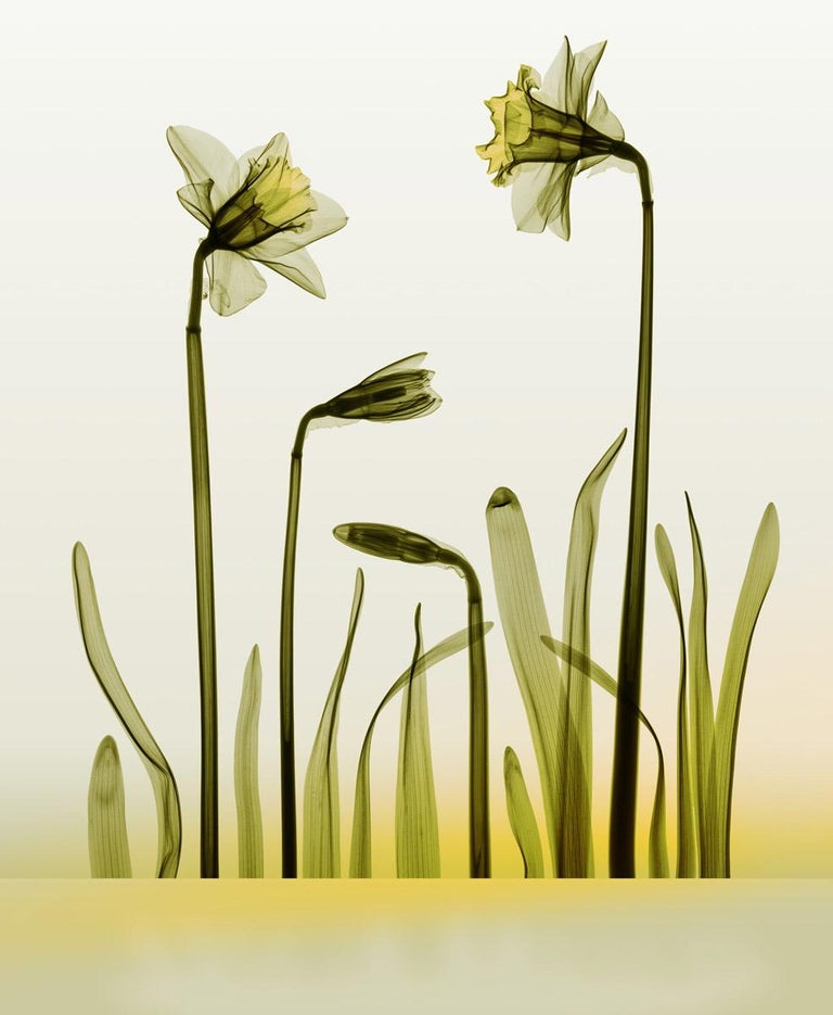 Hugh Turvey - Phototropic - X-Ray Daffodil Flowers / Chromoluxe Print ...
