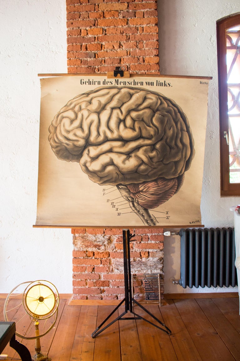 Human Brain, Vintage Anatomical Educational Chart For Sale at 1stDibs