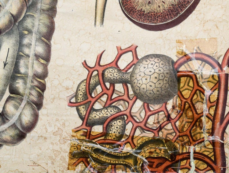 Human Digestive System, Vintage Wall Chart For Sale at 1stDibs