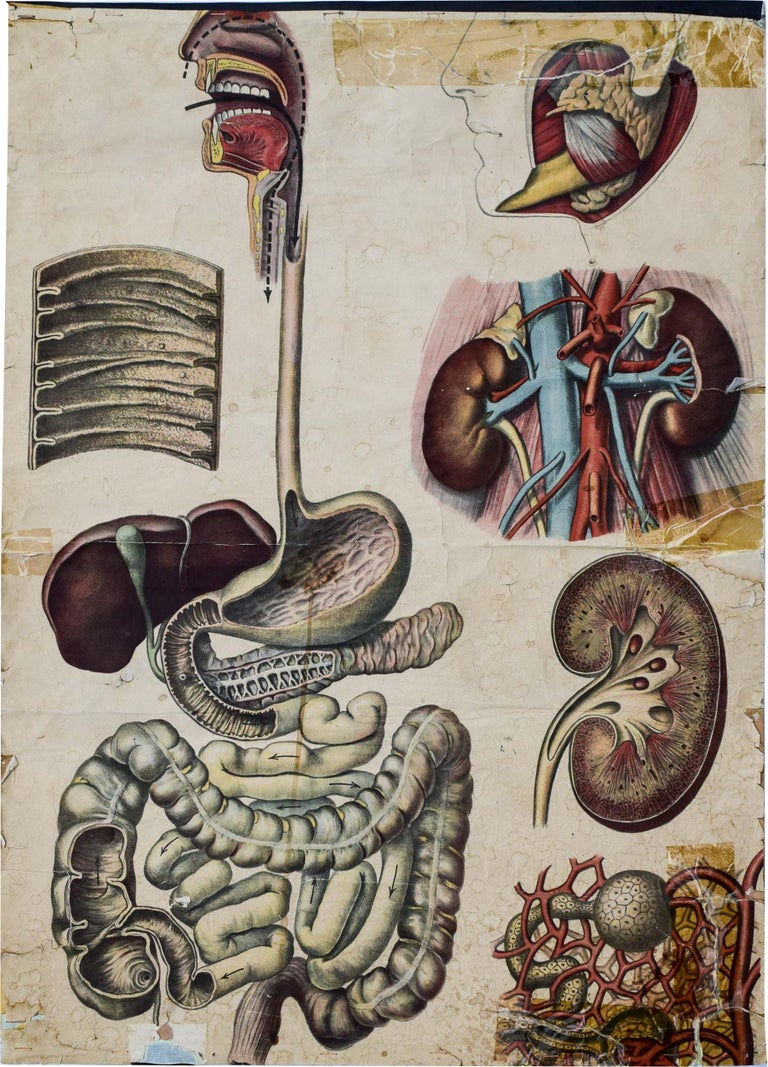 Human Digestive System, Vintage Wall Chart For Sale at 1stDibs