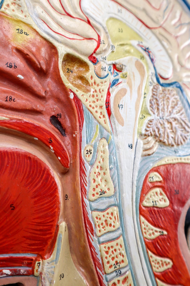 Human Half Head Anatomical on Plaster, Wood and Metal Base Czech ...